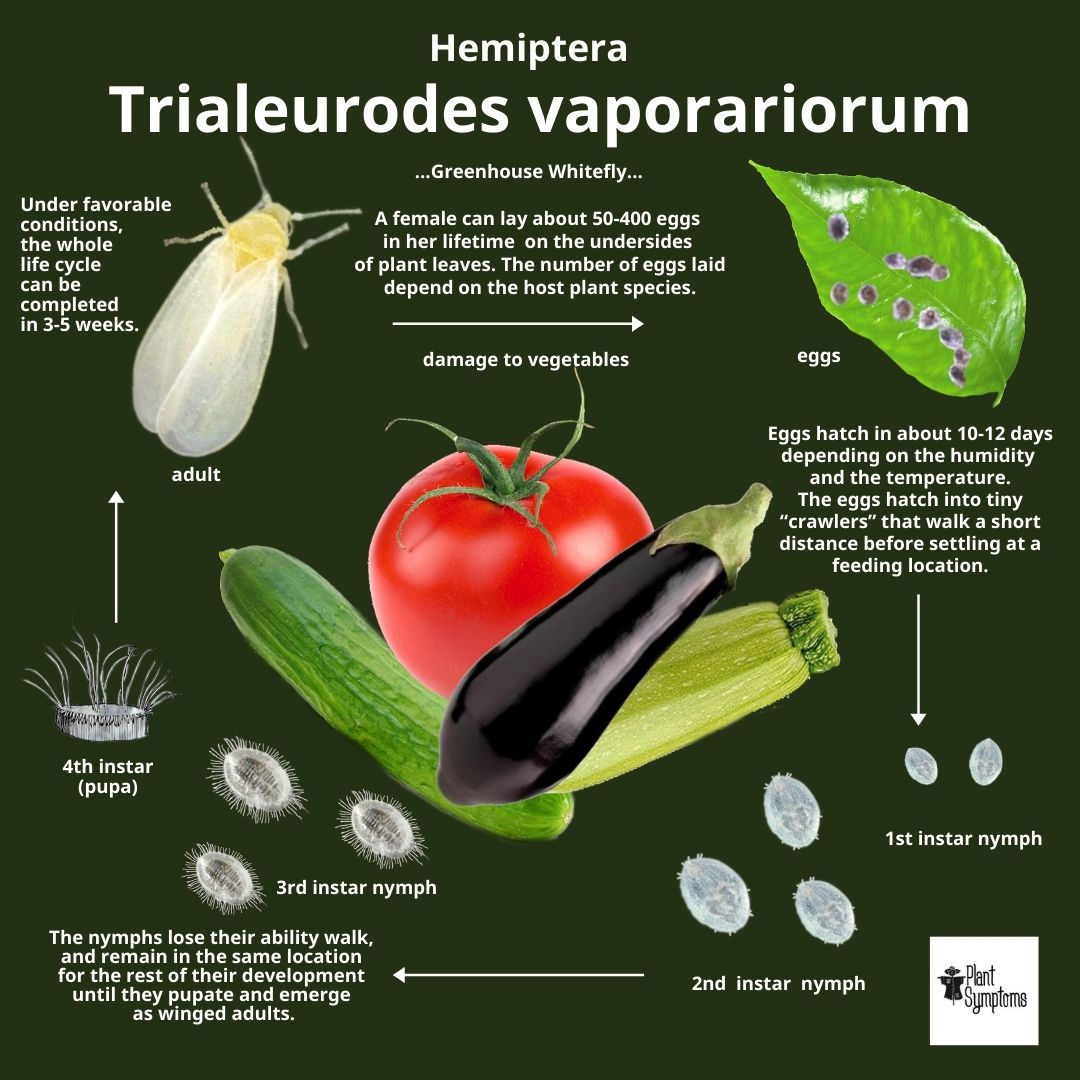 Αλευρώδης | Trialeurodes vaporariorum - Plantsymptoms