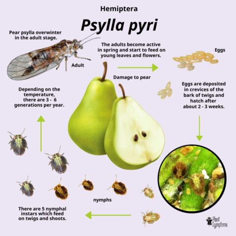 Home Page - Plantsymptoms